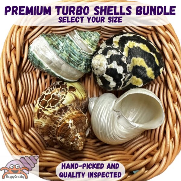 Hermit Crab Shells | HappyCrabby.com | Hermit Crabs Shells & Food