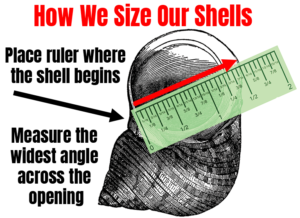 Turbo Shells – BUNDLE | HappyCrabby.com | Hermit Crabs Shells & Food