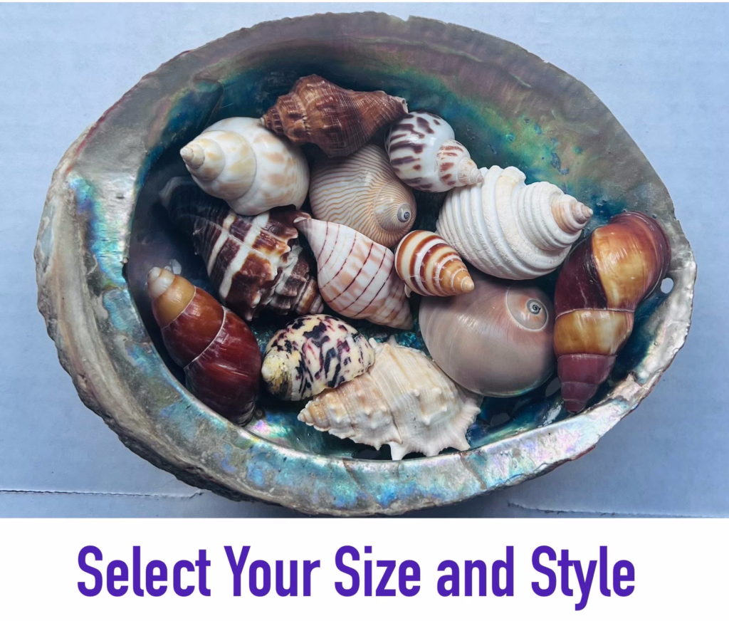 Hermit Crab Shells | HappyCrabby.com | Hermit Crabs Shells & Food